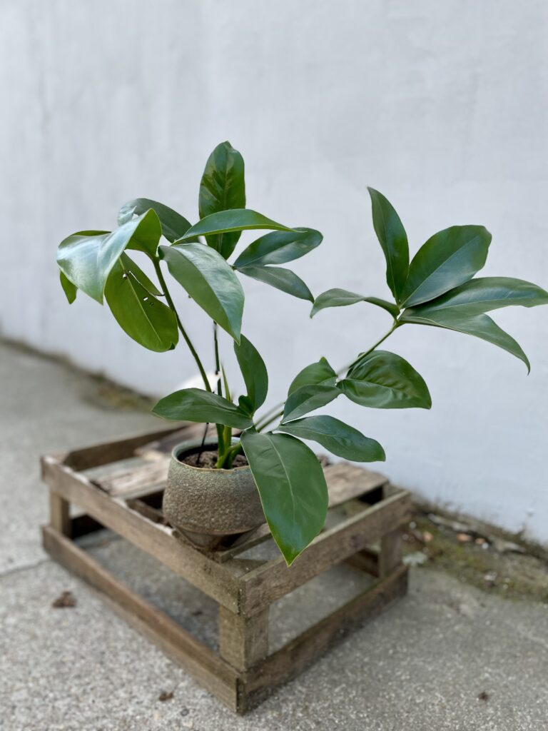 Philodendron Fun Bun (Thaumatophyllum spruceanum) - Jungle Boogie