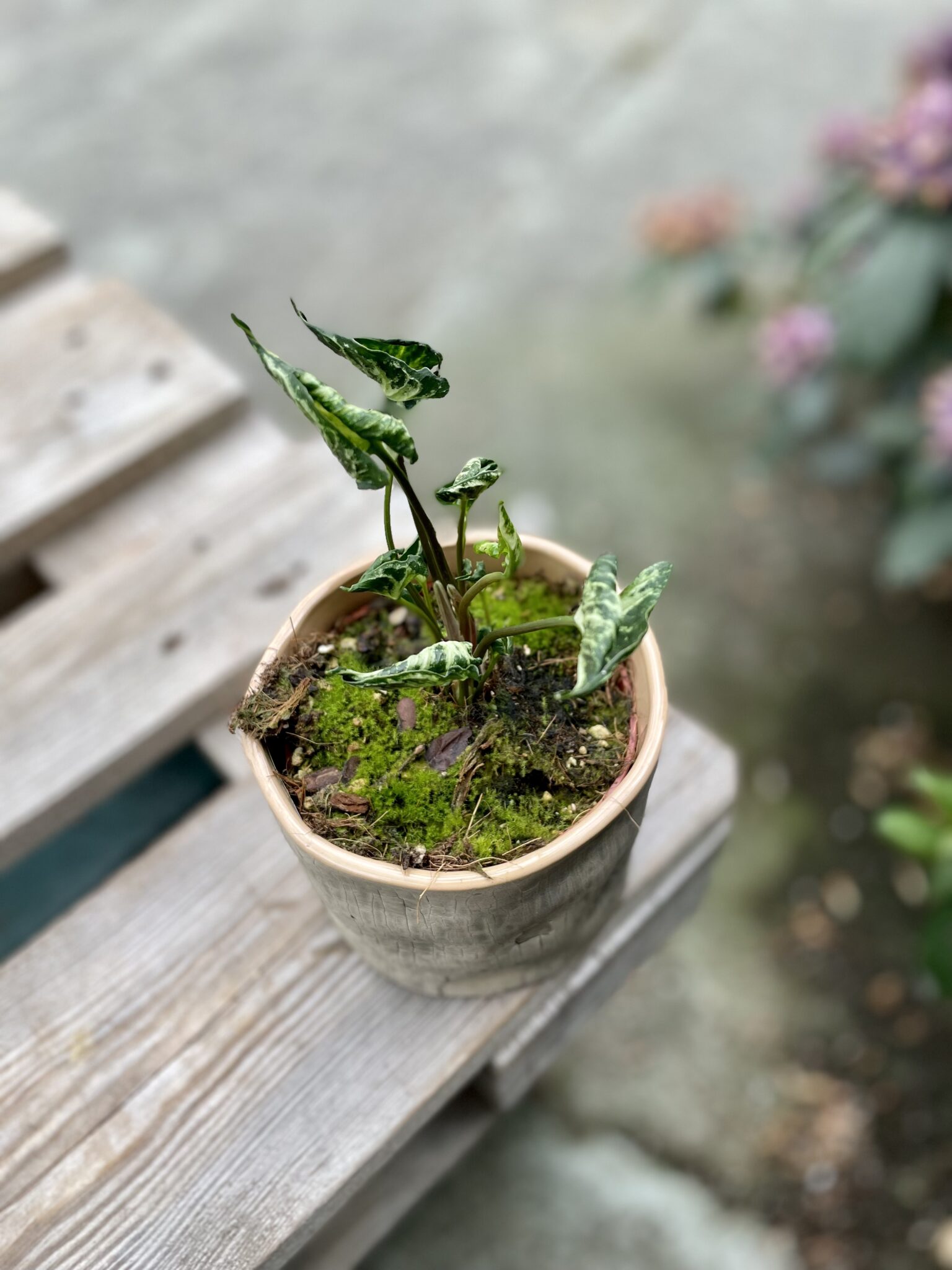 Syngonium Godzilla - Jungle Boogie