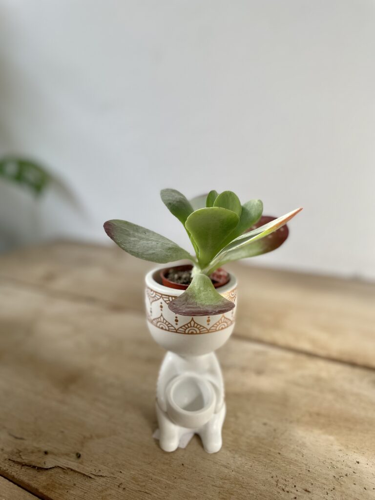 Kalanchoe thyrsiflora Red Lips - Jungle Boogie