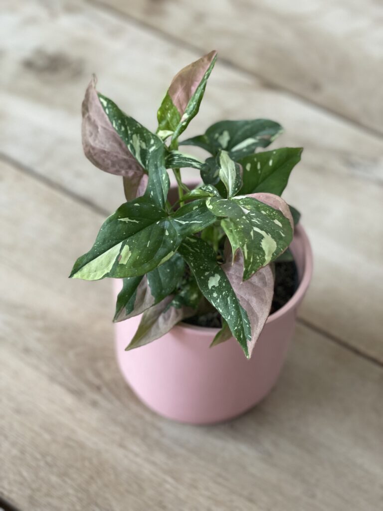 Syngonium Pink Splash (Syngonium Red Spot) - Jungle Boogie