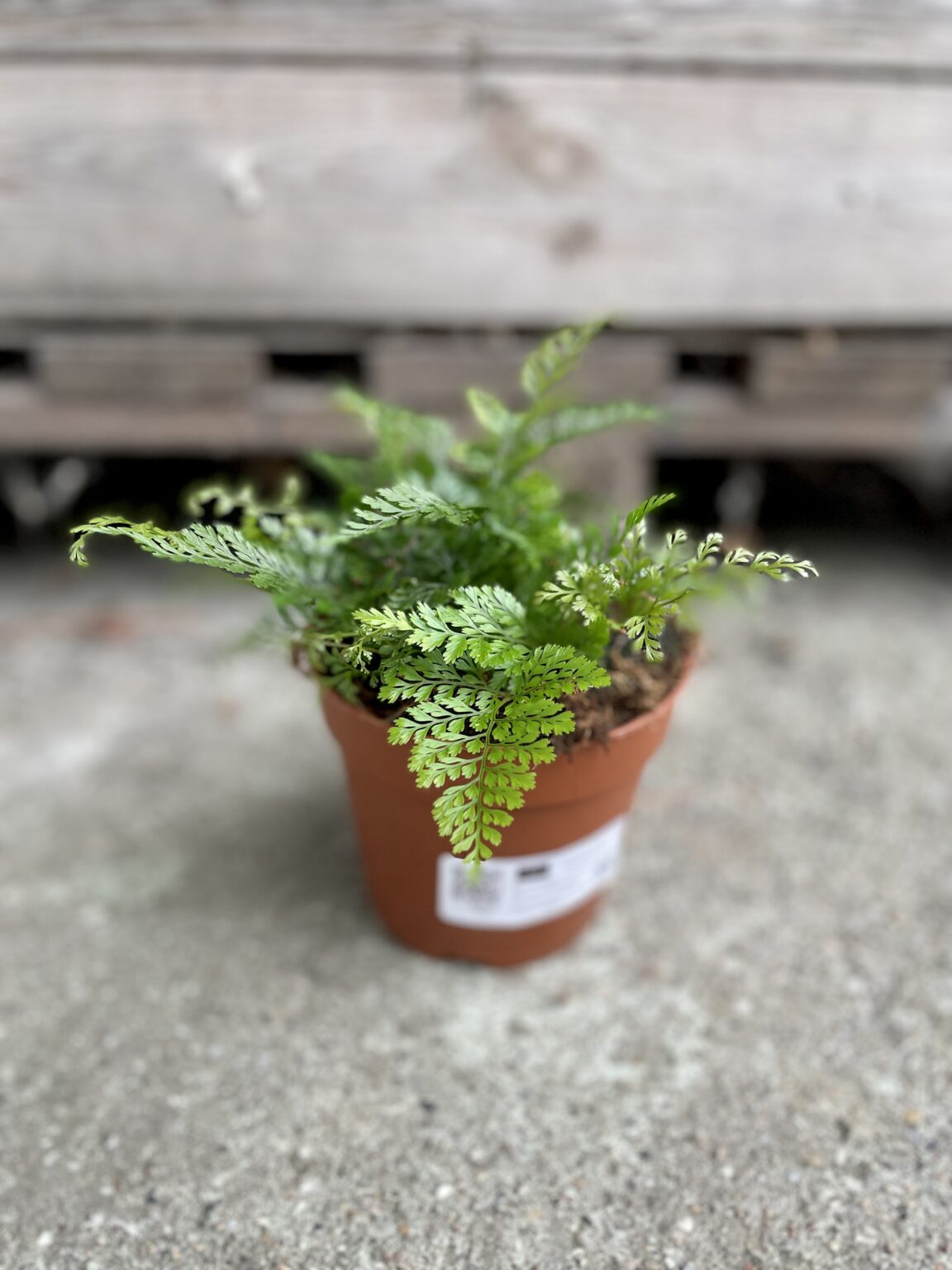 Humata tyermanii (Davallia) - Jungle Boogie