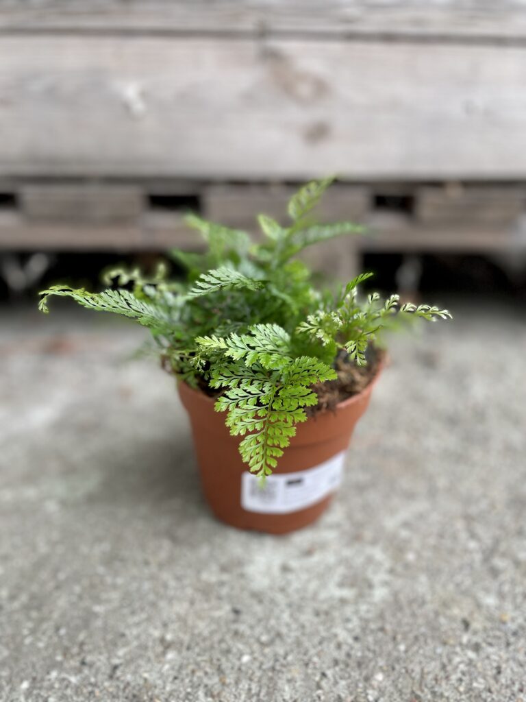 Humata tyermanii (Davallia) - Jungle Boogie