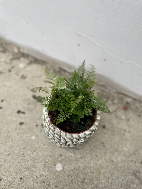 Humata tyermanii (Davallia) - Jungle Boogie