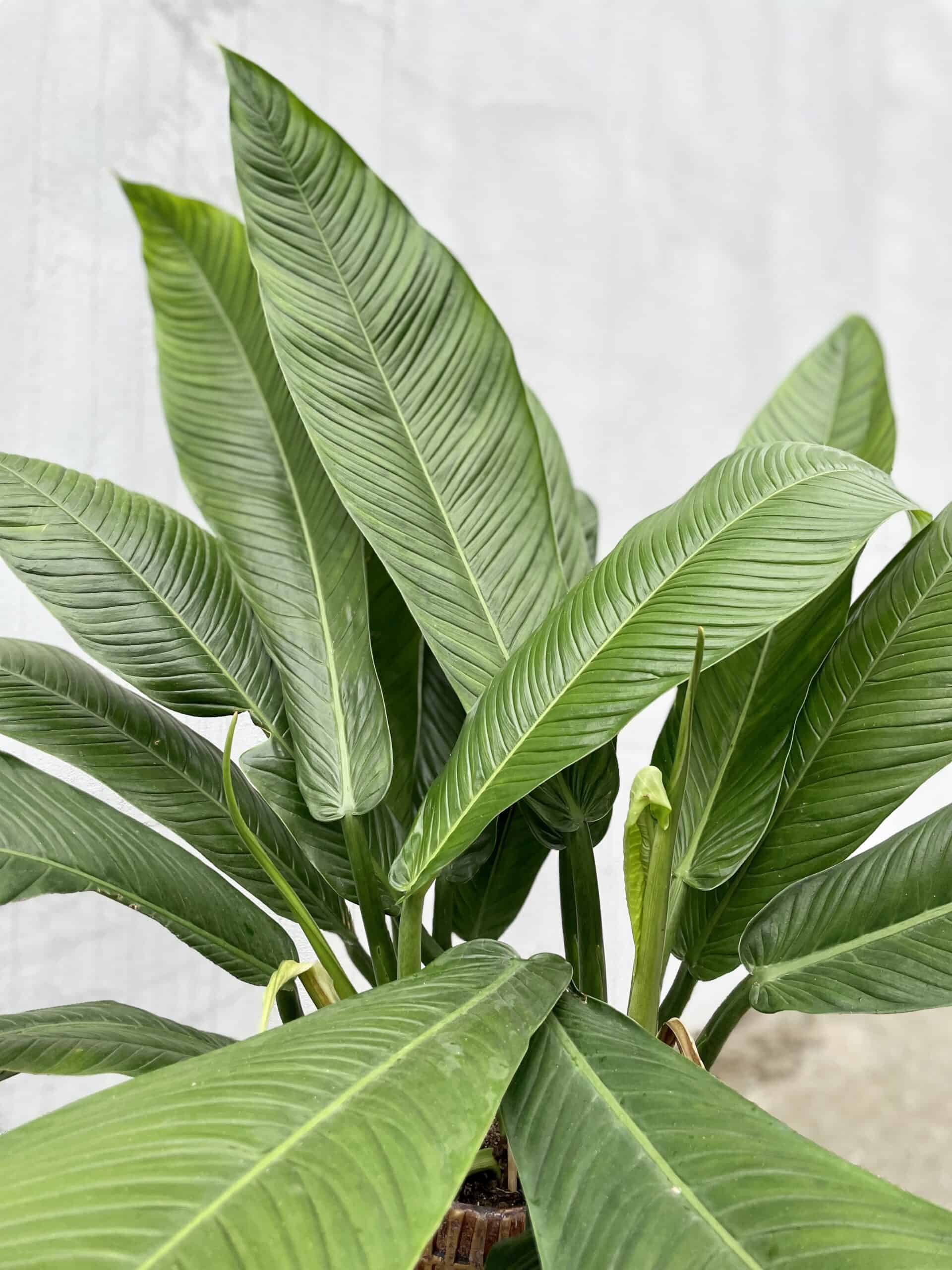 Philodendron campii Lynette - Jungle Boogie