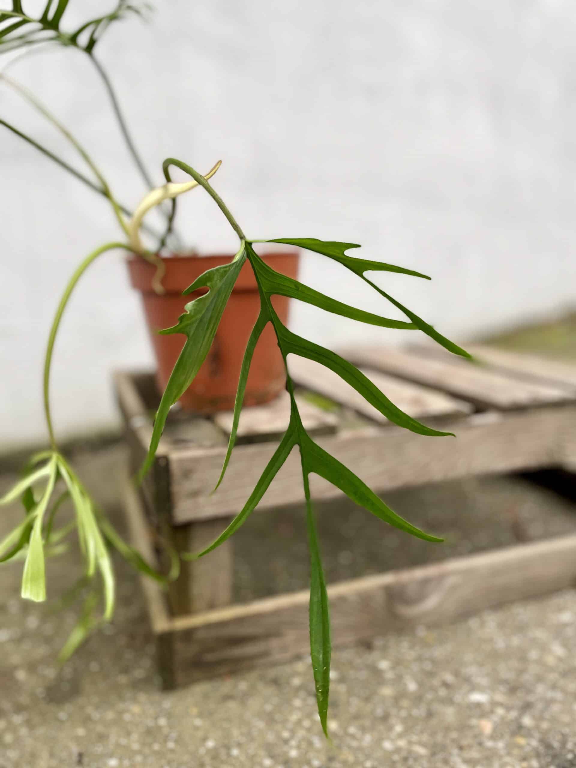 Philodendron polypodioides - Jungle Boogie