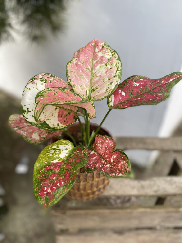 Aglaonema Jazzy Red - Jungle Boogie