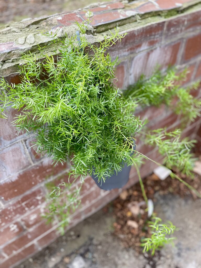 Asparagus densiflorus "Sprengeri" - Jungle Boogie