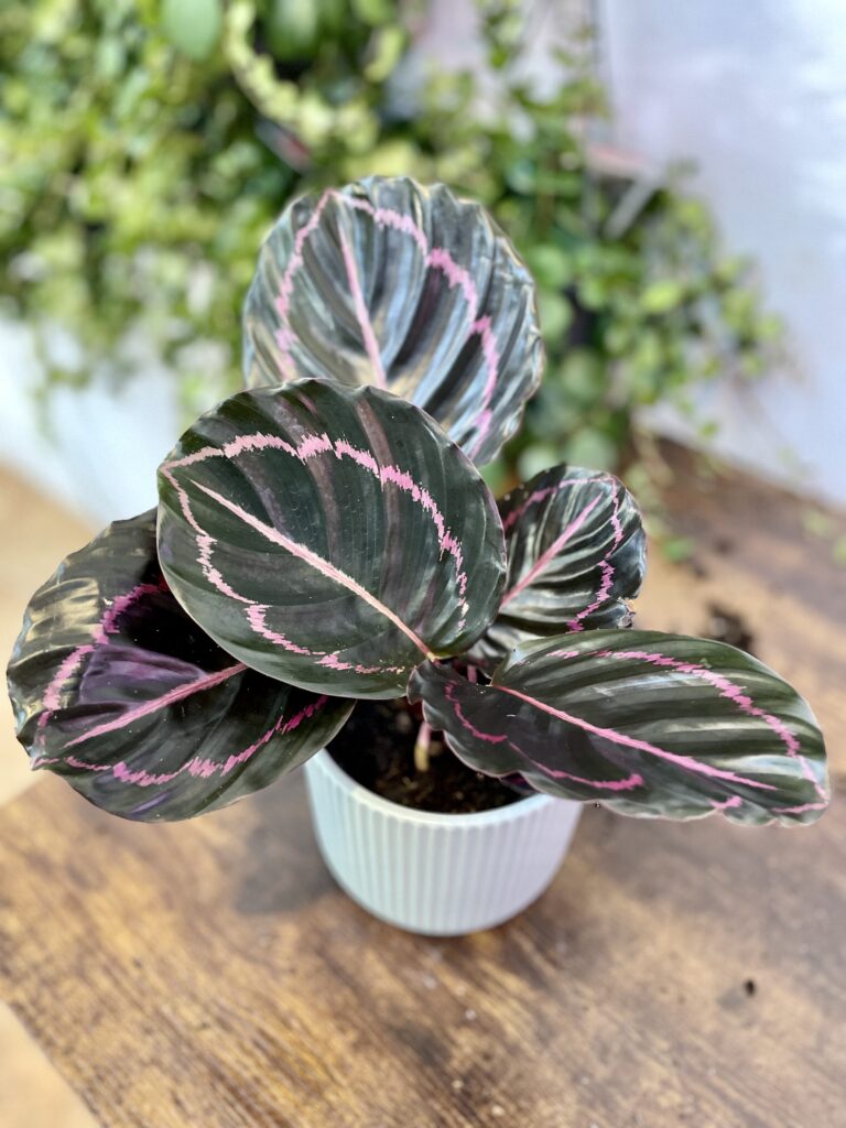 Calathea Dottie - Jungle Boogie