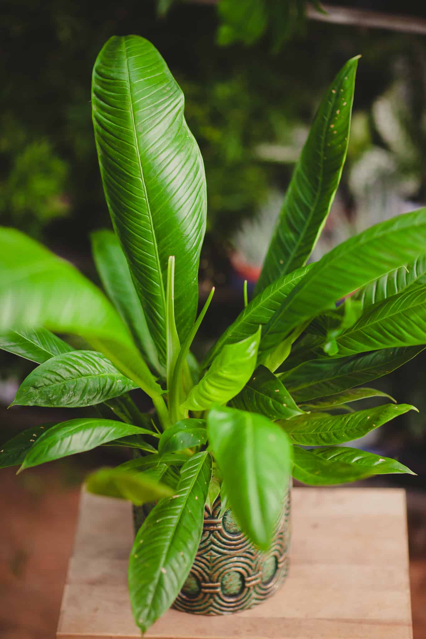 Philodendron campii Lynette - Jungle Boogie