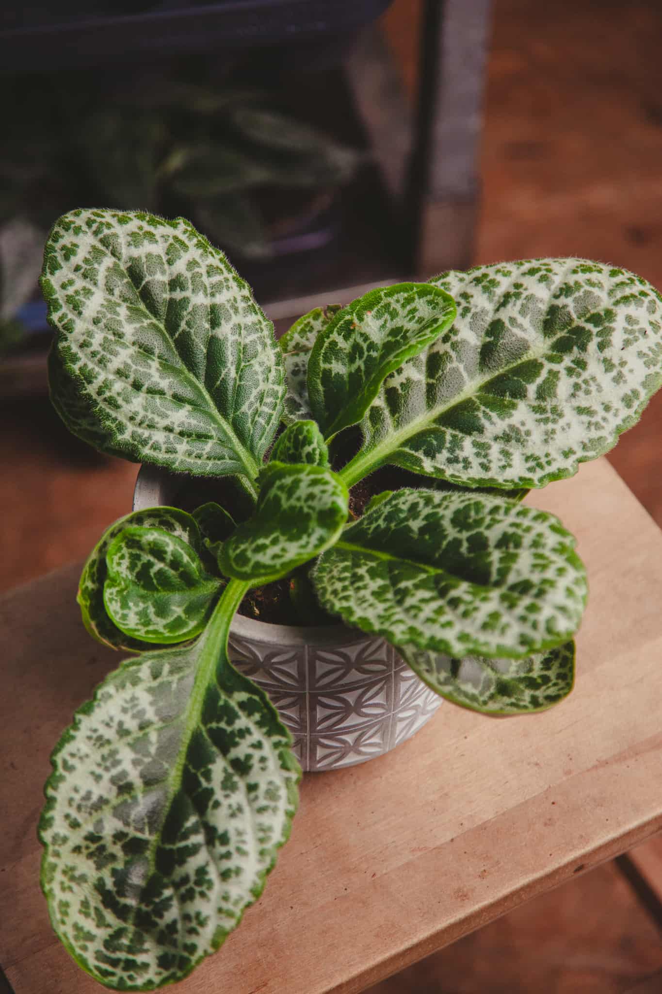 Streptocarpus Pretty Turtle - Jungle Boogie