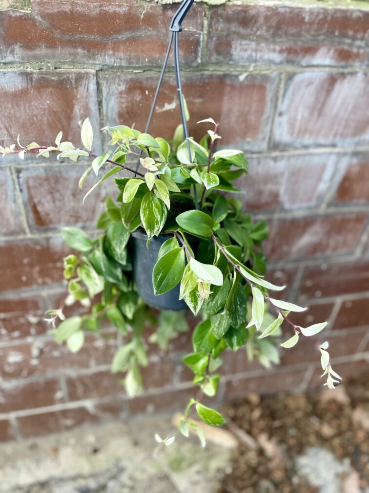 Aeschynanthus lobbianus Variegatus - Jungle Boogie