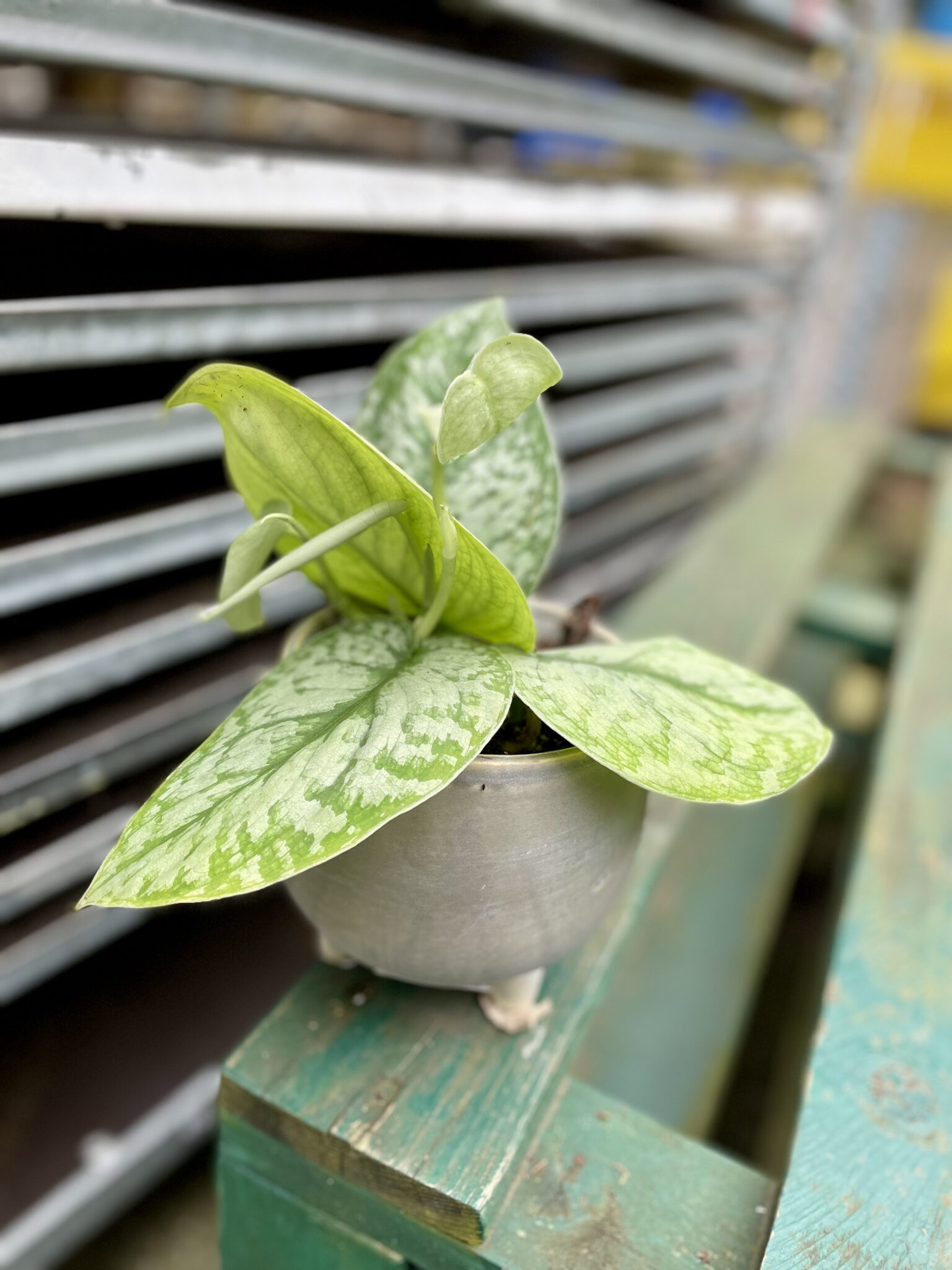Scindapsus pictus Silvery Ann (Scindapsus pstry) - Jungle Boogie