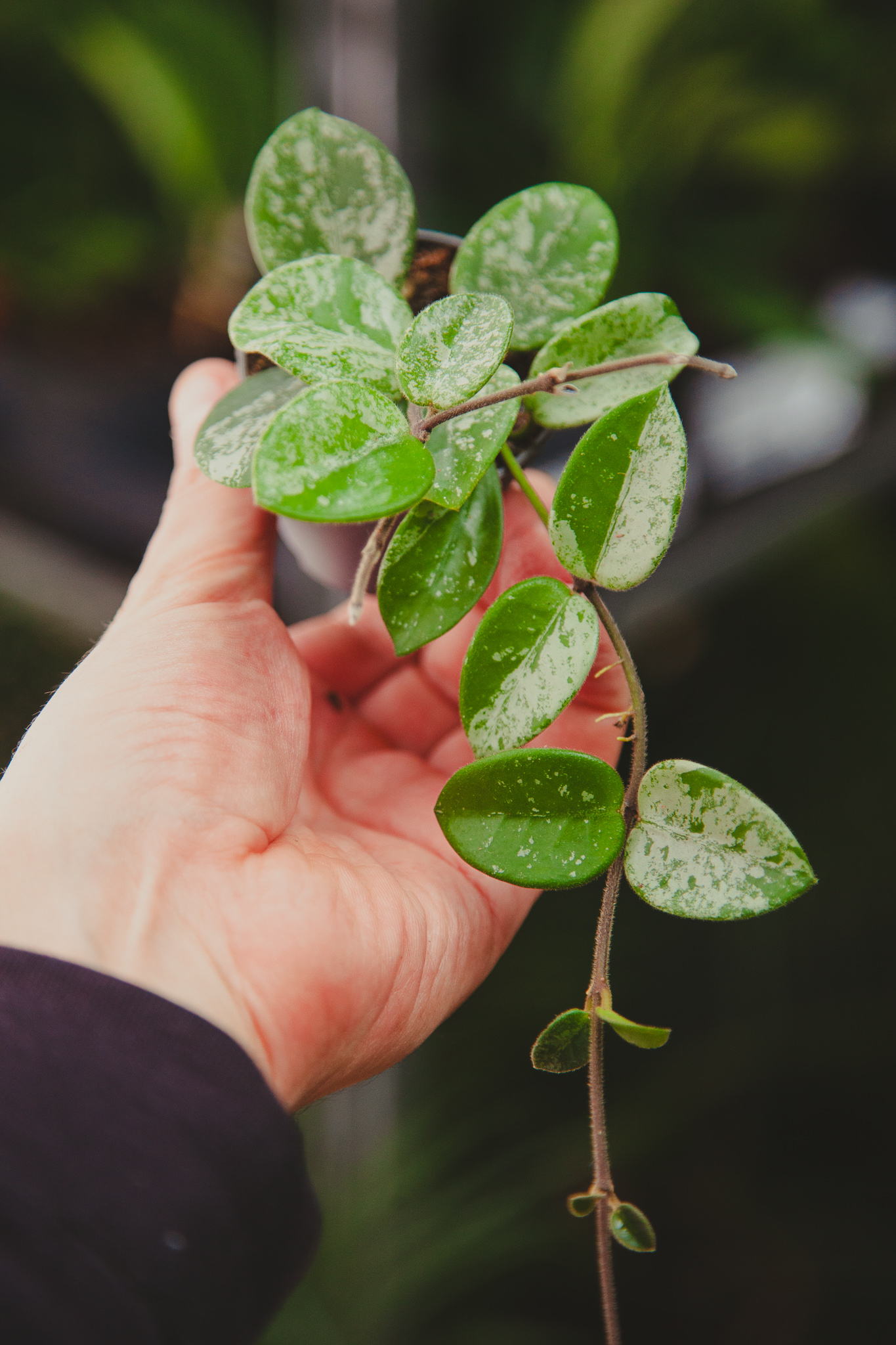 Hoya 'Mathilde' splash - Jungle Boogie