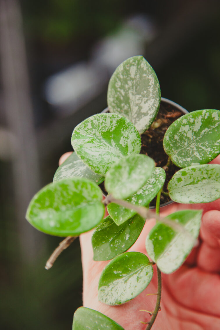 Hoya 'Mathilde' splash - Jungle Boogie