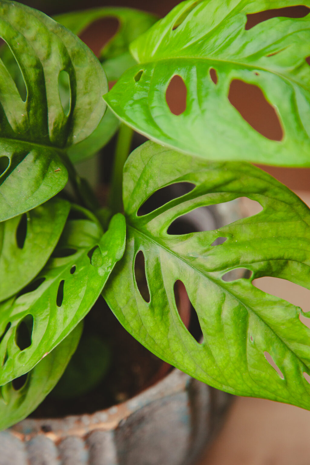 Monstera Monkey Mask - Jungle Boogie