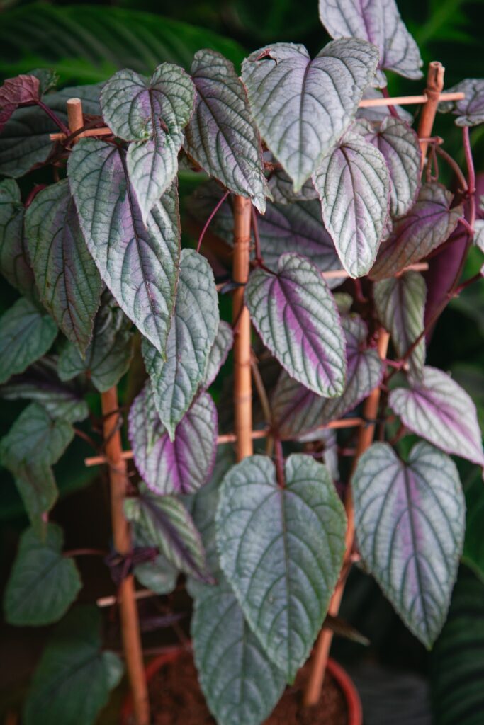 Cissus discolor Violet Vine - Jungle Boogie