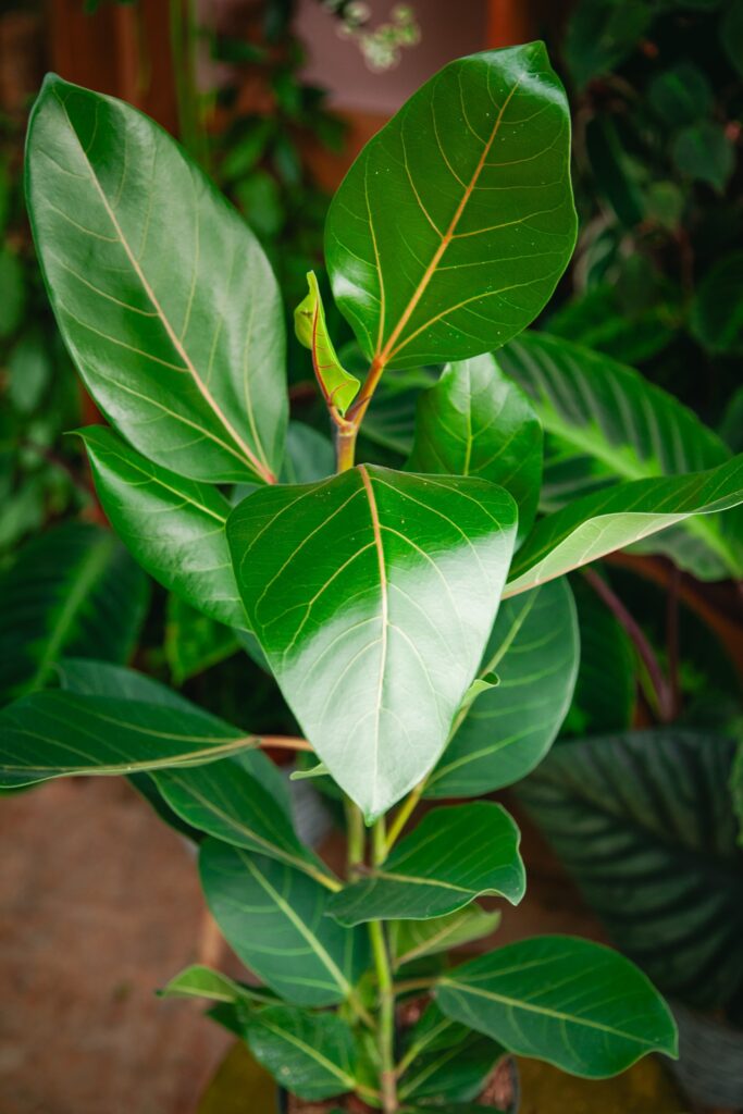 Ficus benghalensis Joy - Jungle Boogie