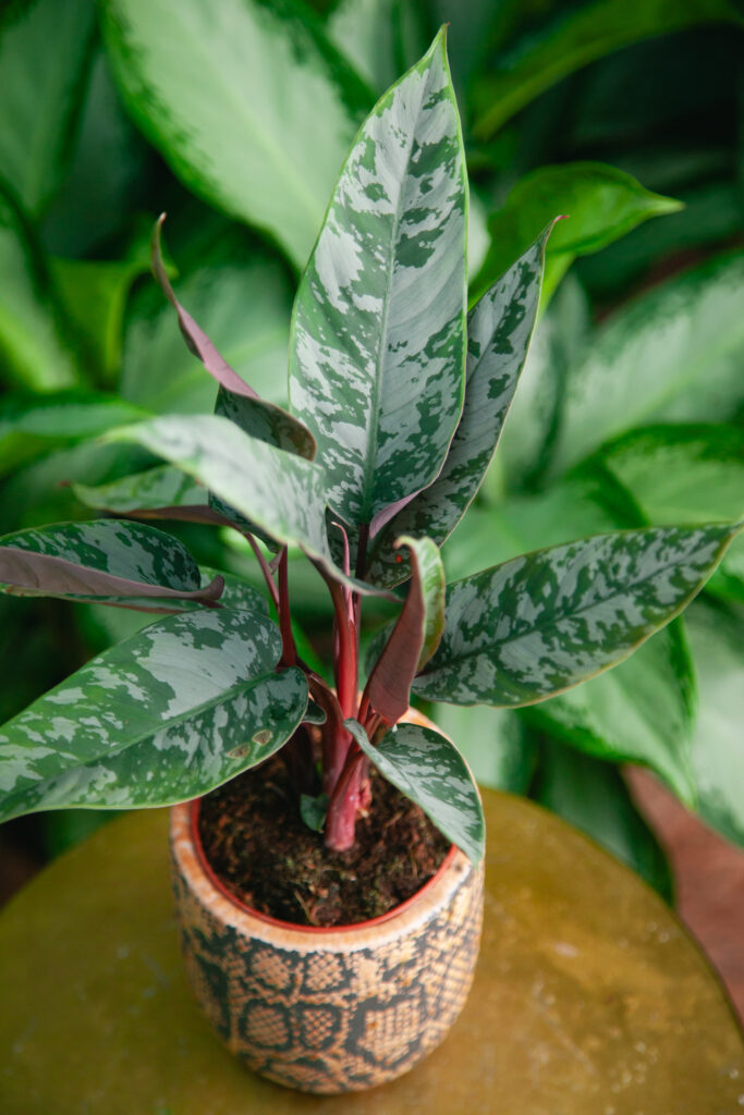 Apoballis acuminatissima (Homalomena Red Sword) - Jungle Boogie