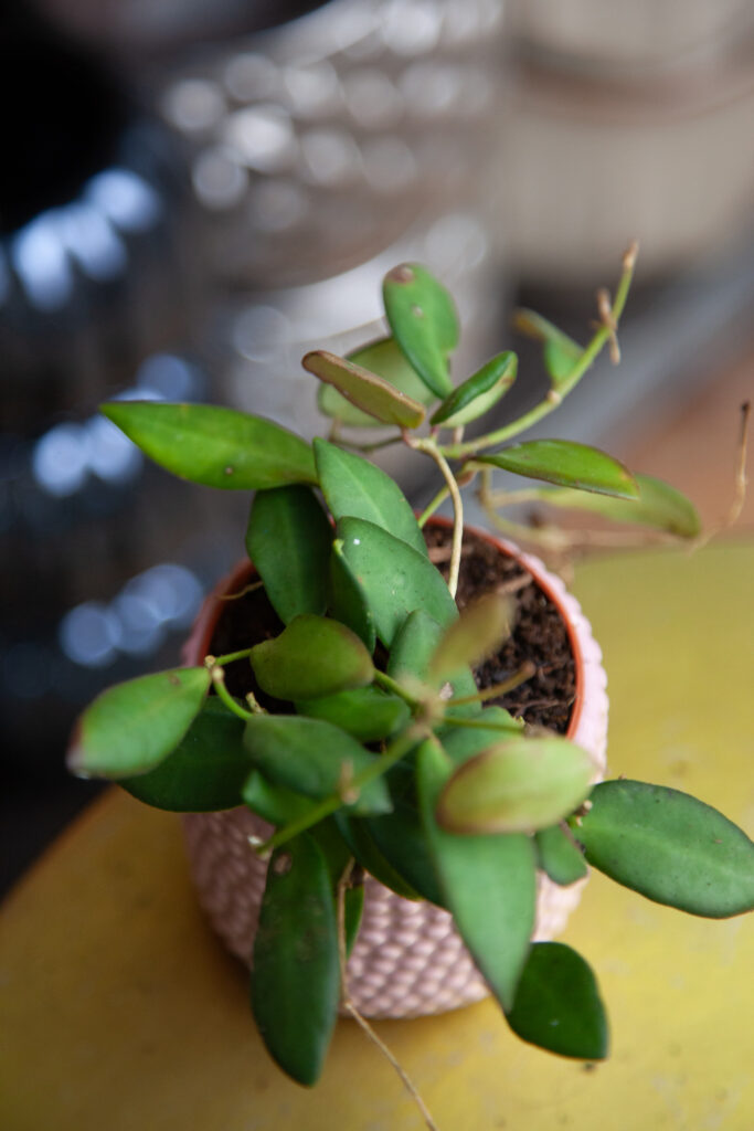 Hoya bilobata - Jungle Boogie