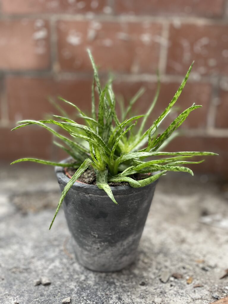Aloe Jurassic spider - Jungle Boogie