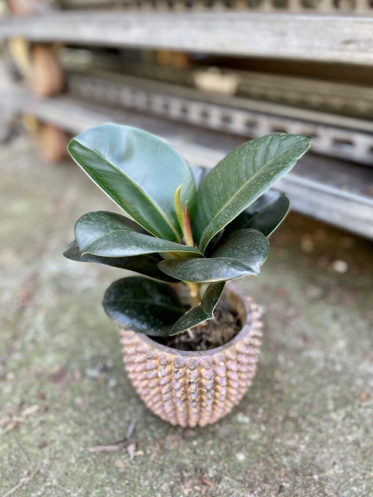 Ficus elastica Sofia - Jungle Boogie