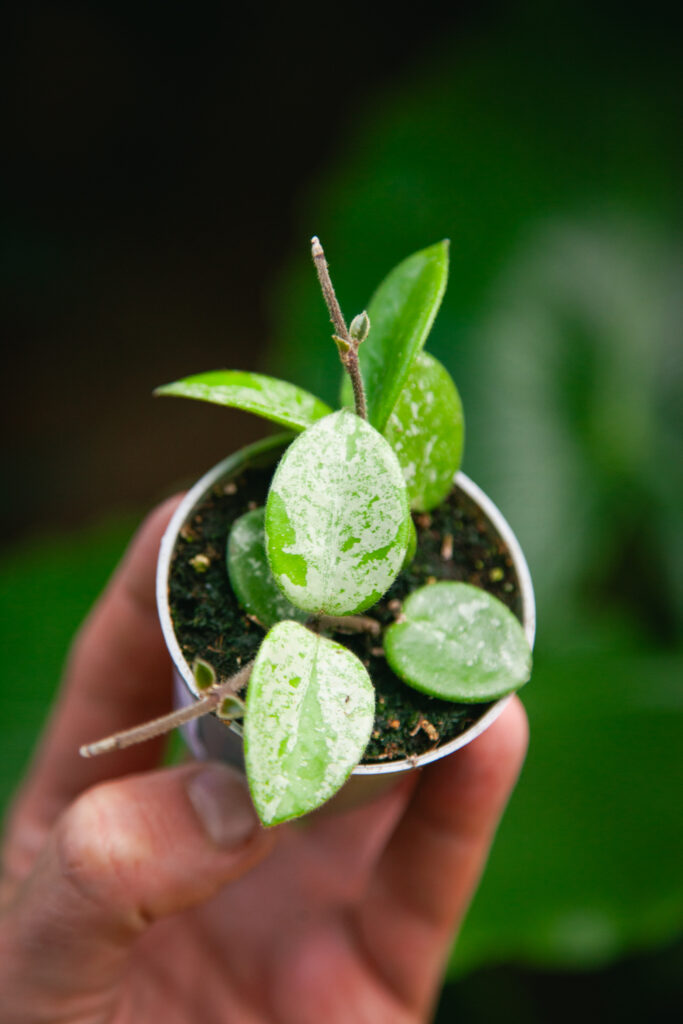 Hoya 'Mathilde' splash - Jungle Boogie