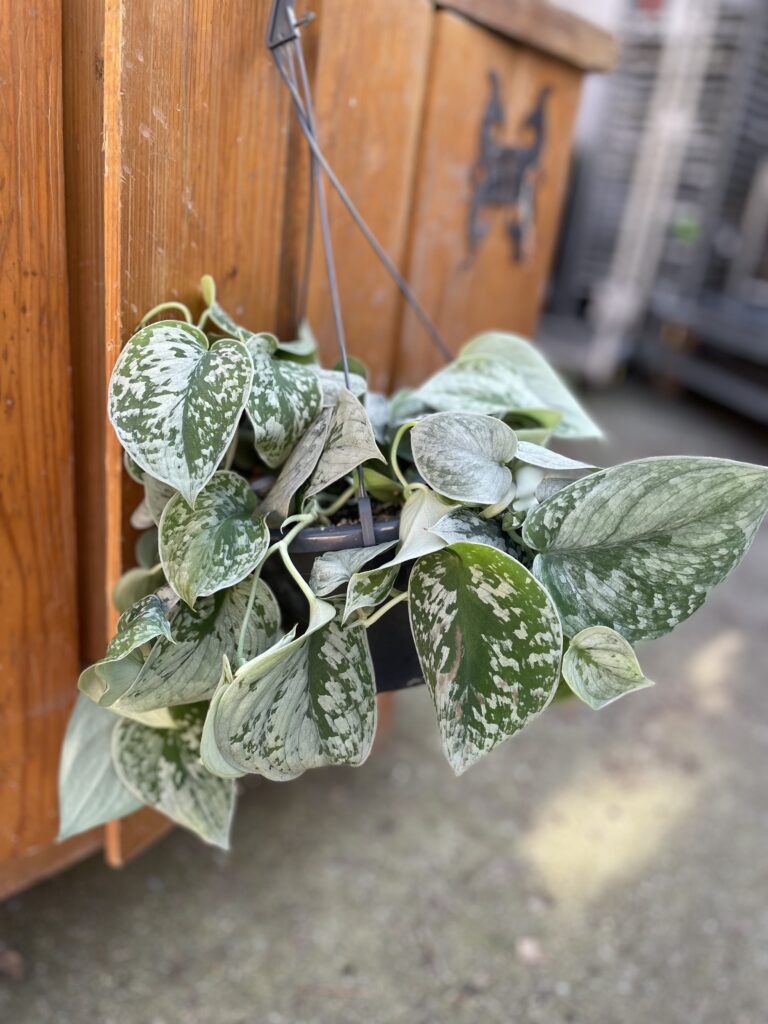 Scindapsus pictus Silvery Ann (Scindapsus pstry) - Jungle Boogie