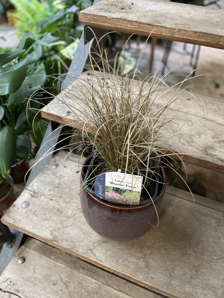 Carex comans Bronze Form (turzyca) - Jungle Boogie