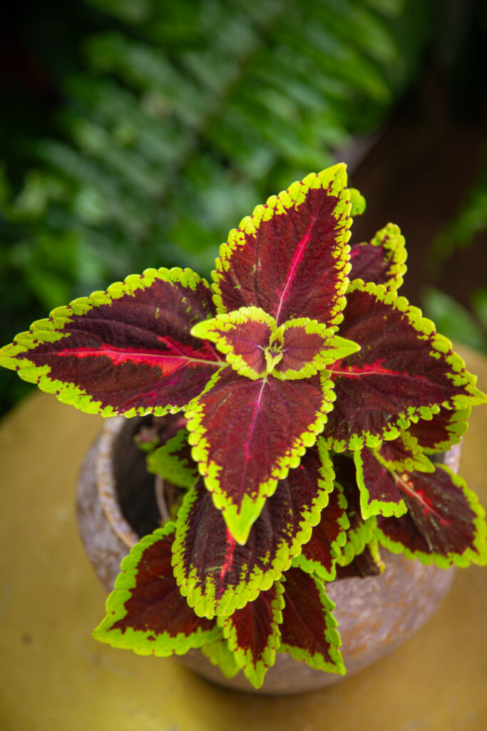 Coleus Alligator Valley - Jungle Boogie