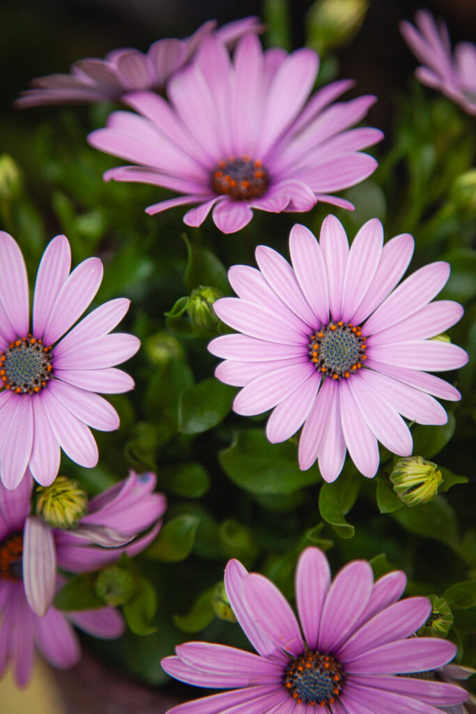 Osteospermum Antique Rose - Jungle Boogie