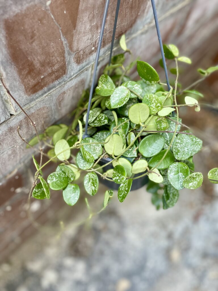 Hoya 'Mathilde' splash - Jungle Boogie