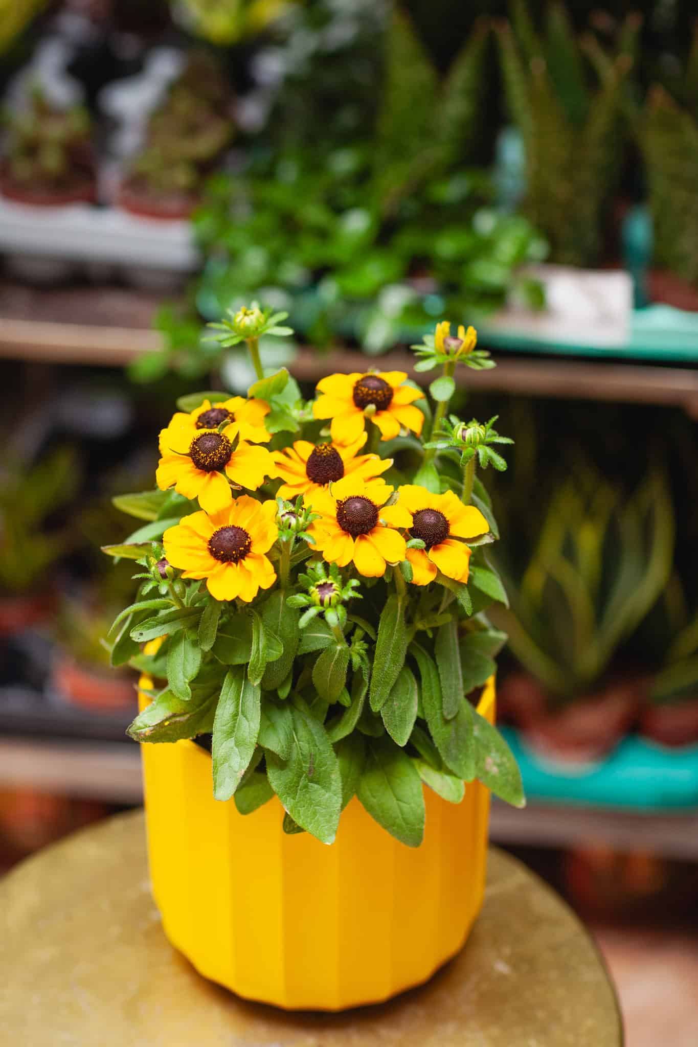 Rudbeckia Toto Gold - Jungle Boogie